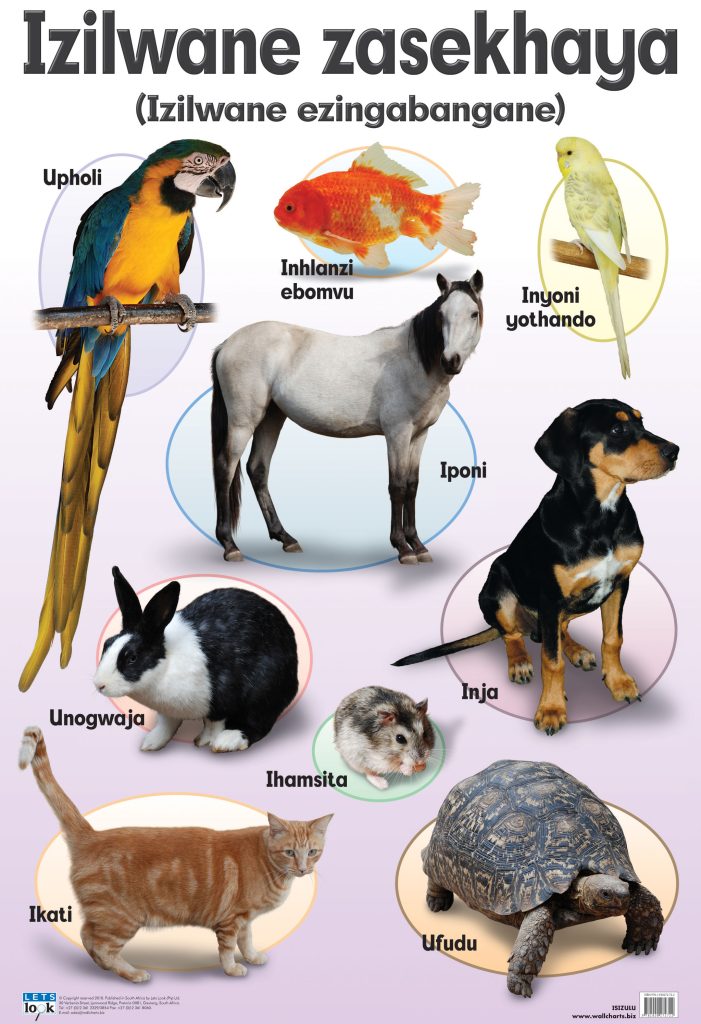Izilwane zasekhaya / Domestic animals – Clever Child